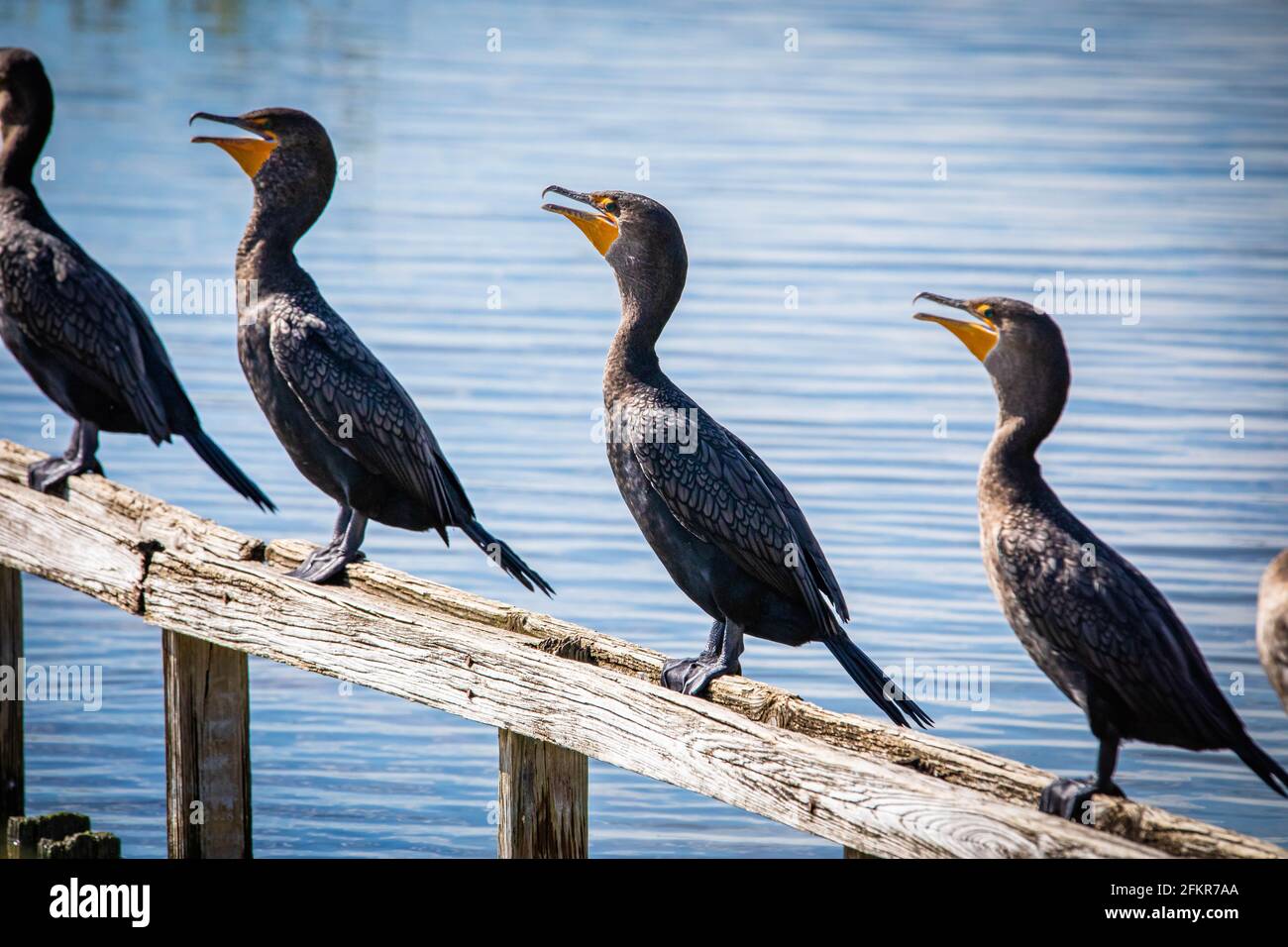 Aquatic birds hi-res stock photography and images - Alamy