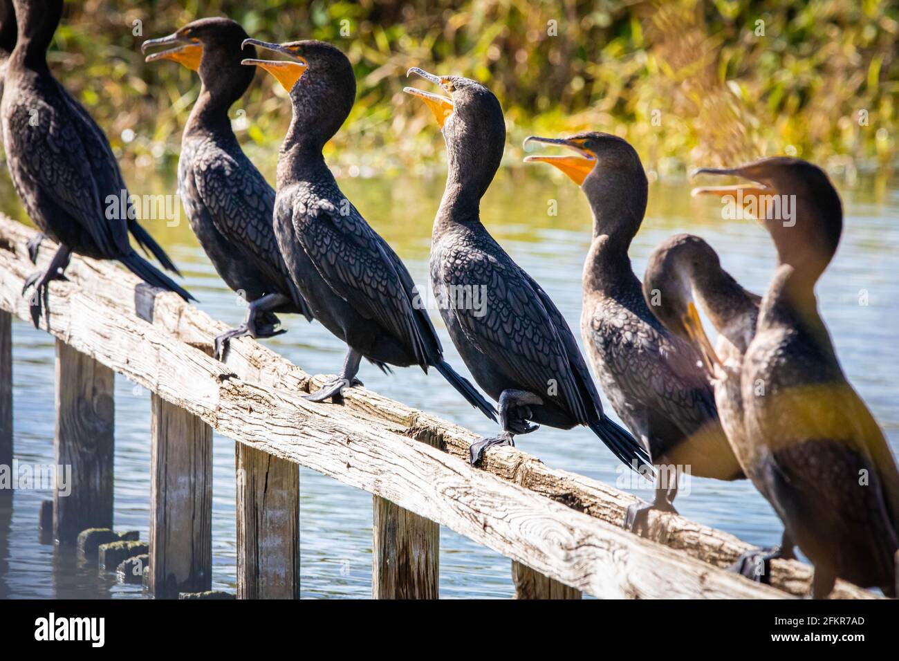 Aquatic birds hi-res stock photography and images - Alamy
