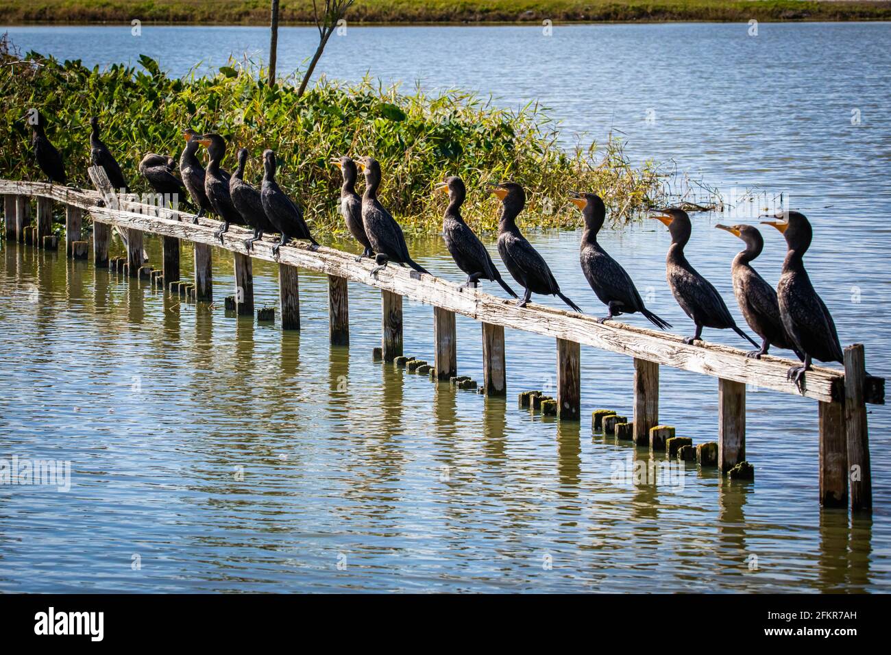 Wild aquatic birds hi-res stock photography and images - Alamy