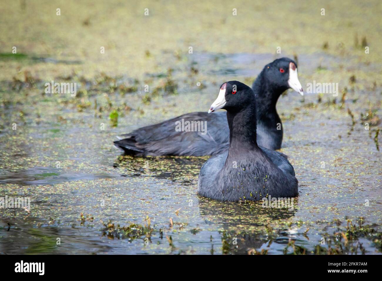 American coot duck swimming in the water pond close up Stock Photo - Alamy