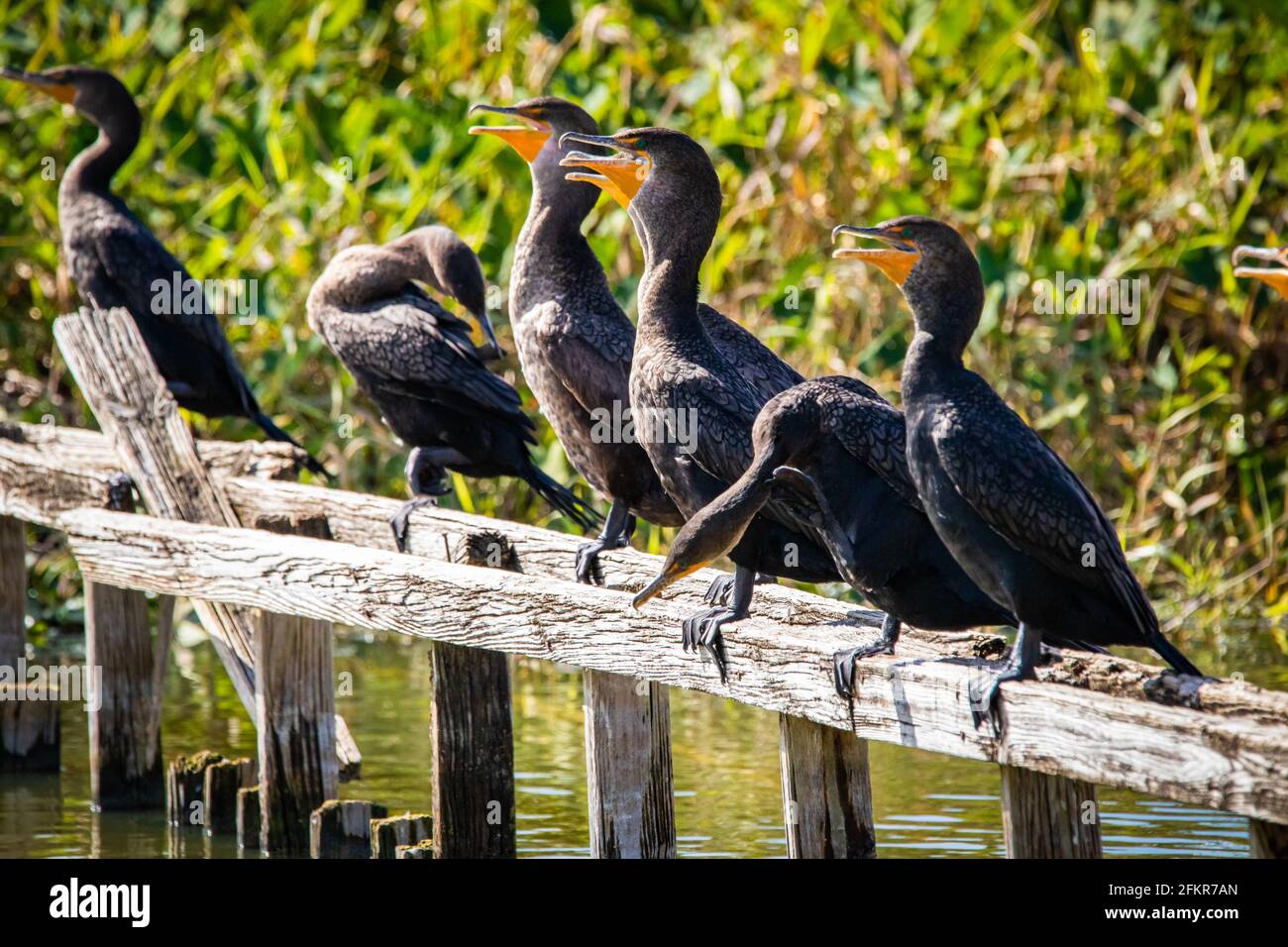Aquatic birds hi-res stock photography and images - Alamy