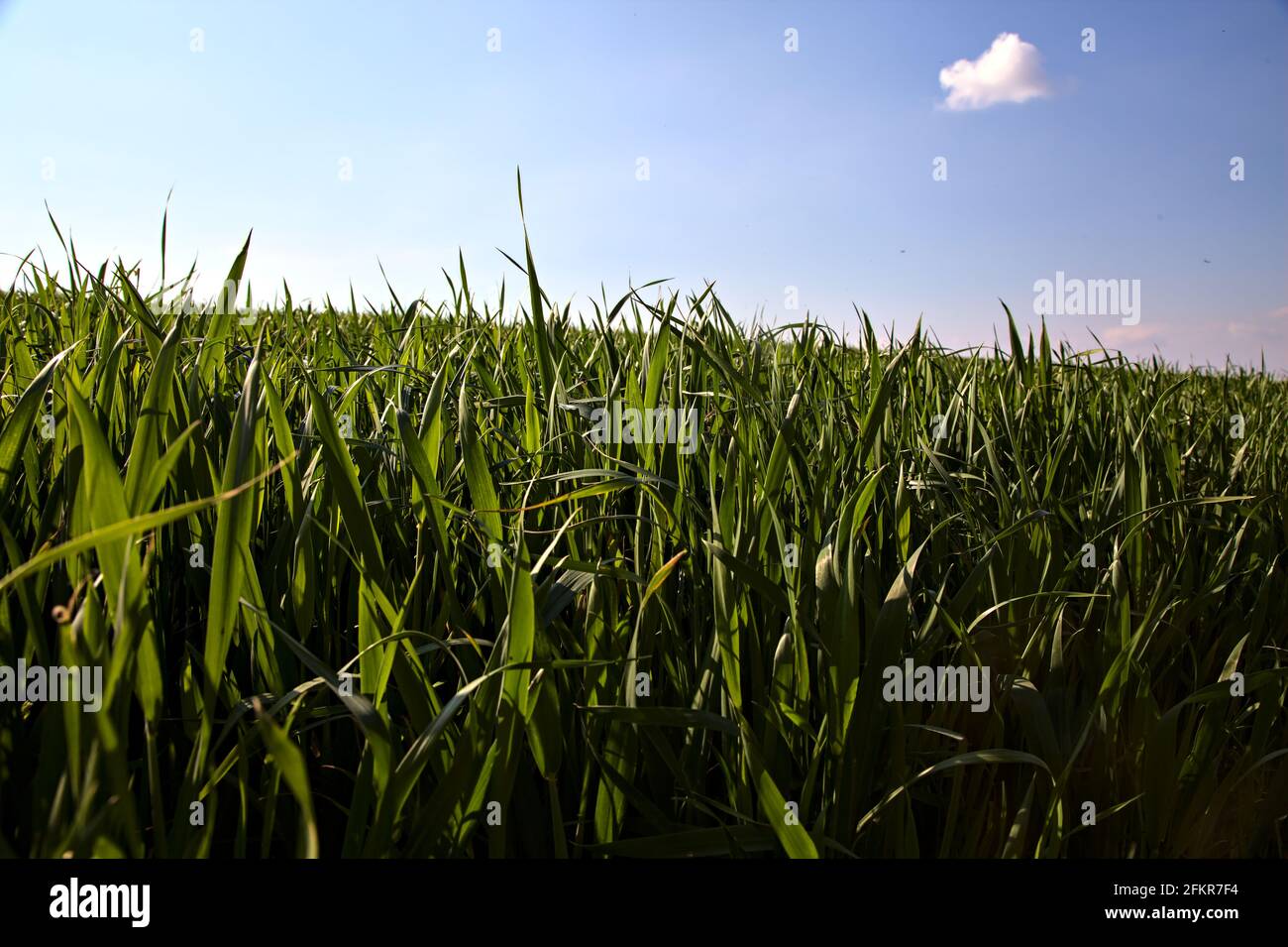 Maize field in early stage of growth seen up close Stock Photo - Alamy