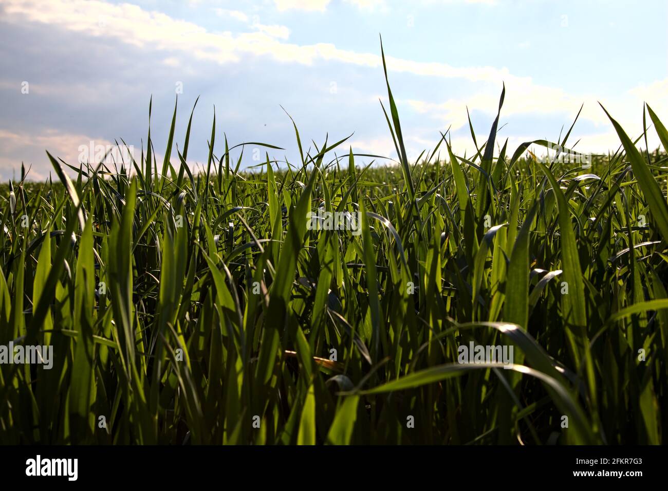 Maize field in early stage of growth seen up close Stock Photo - Alamy