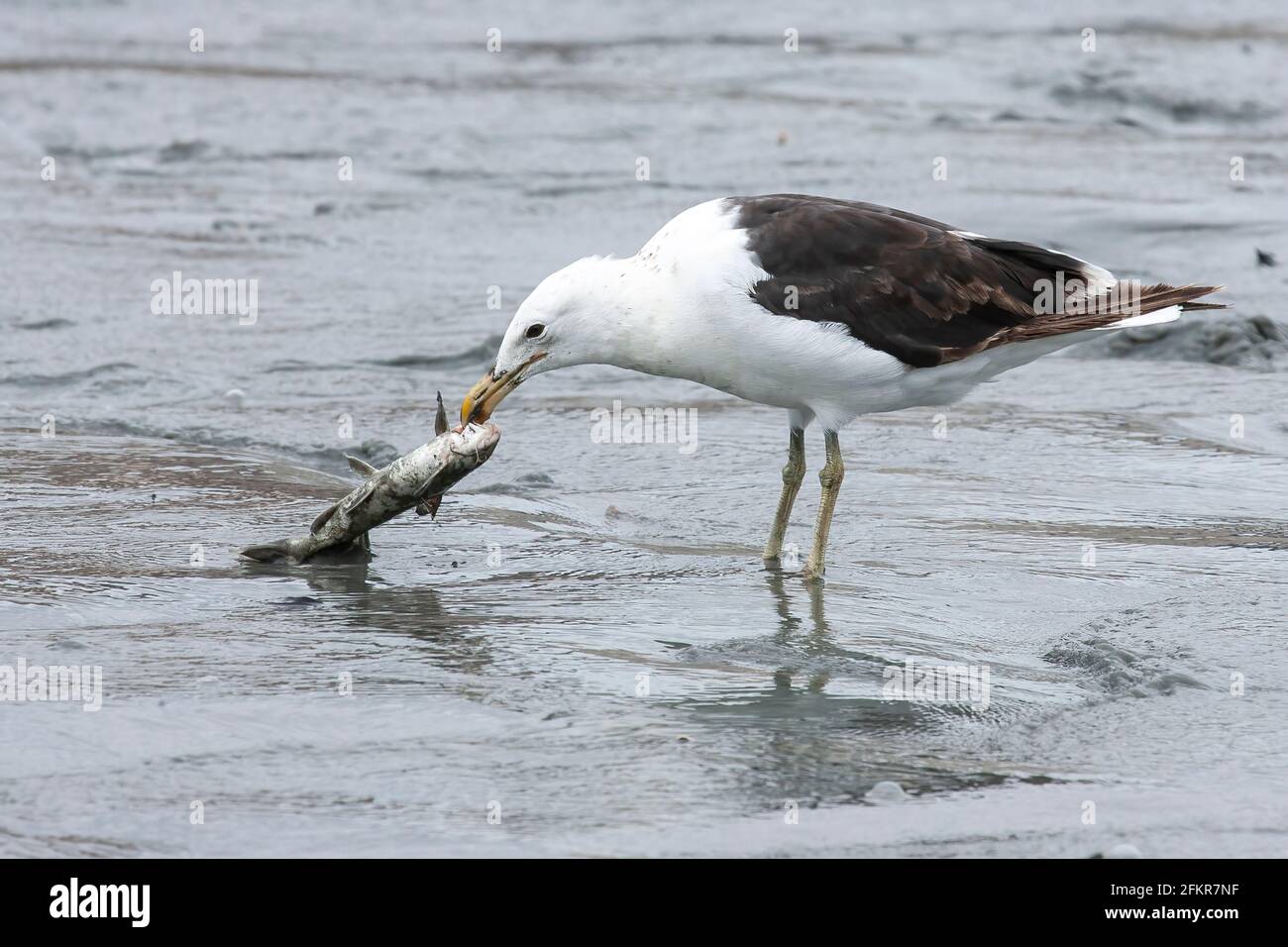 Eats crabs and fish hi-res stock photography and images - Alamy