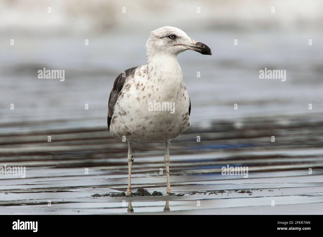 Juvenile kelp gull hi-res stock photography and images - Alamy
