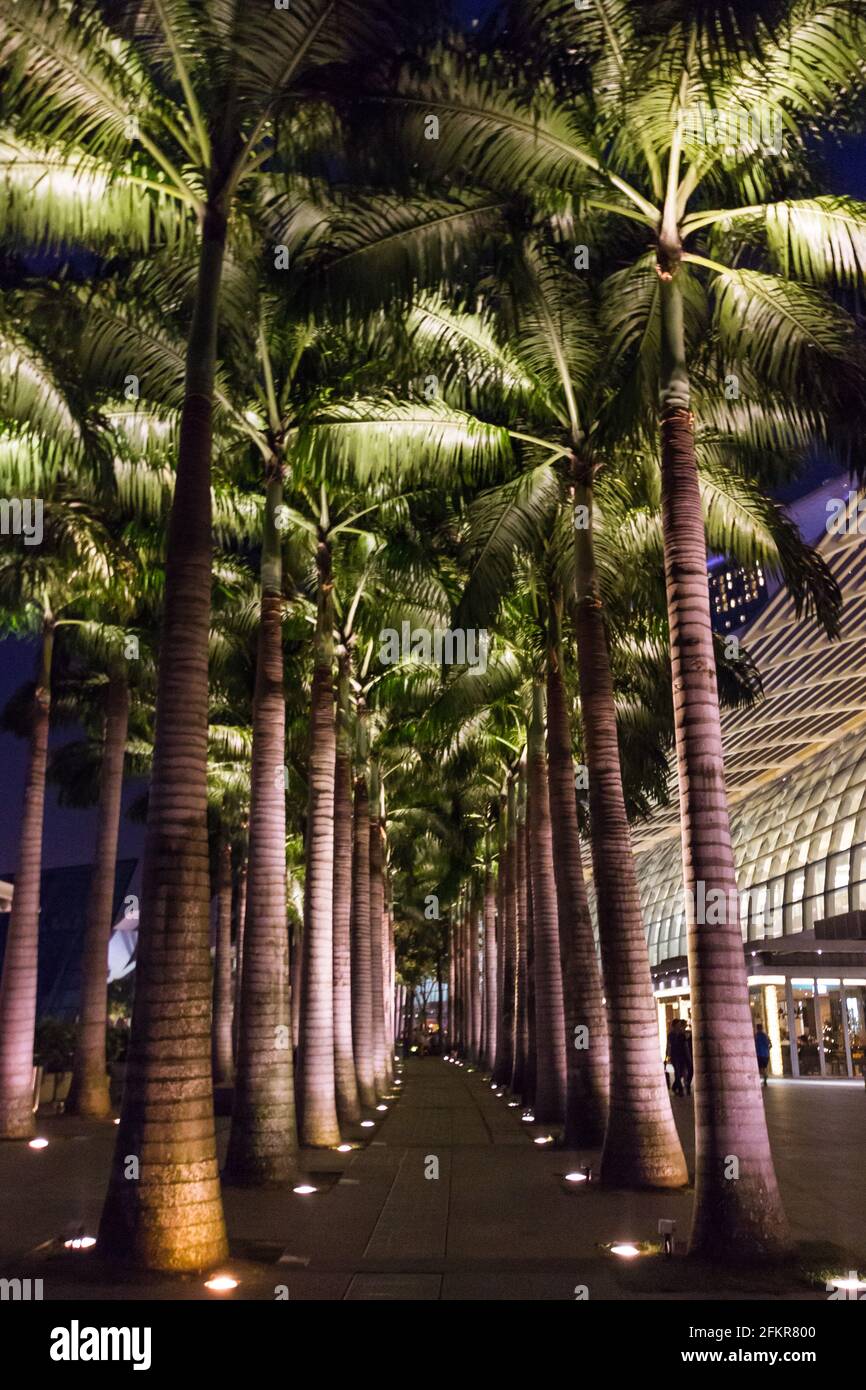 Palm trees aligned creating a path on the sidewalk illuminated with ...