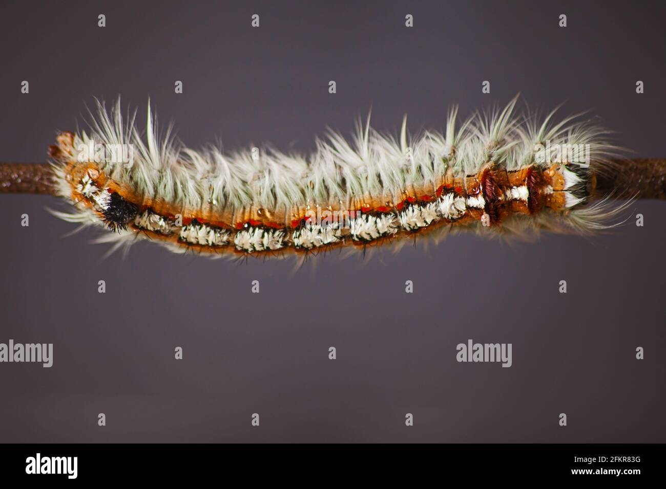 Hairy Caterpillar of the Cape Lappet Moth 13132 Stock Photo - Alamy
