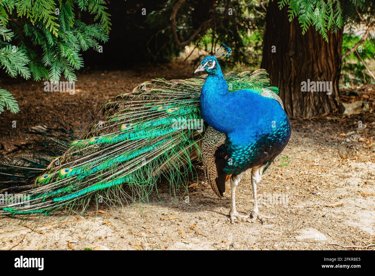 Indian peacock feather hi-res stock photography and images - Alamy