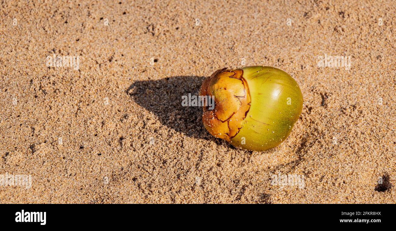 A small coconut has fallen from a palm tree and lies on a beach along ...