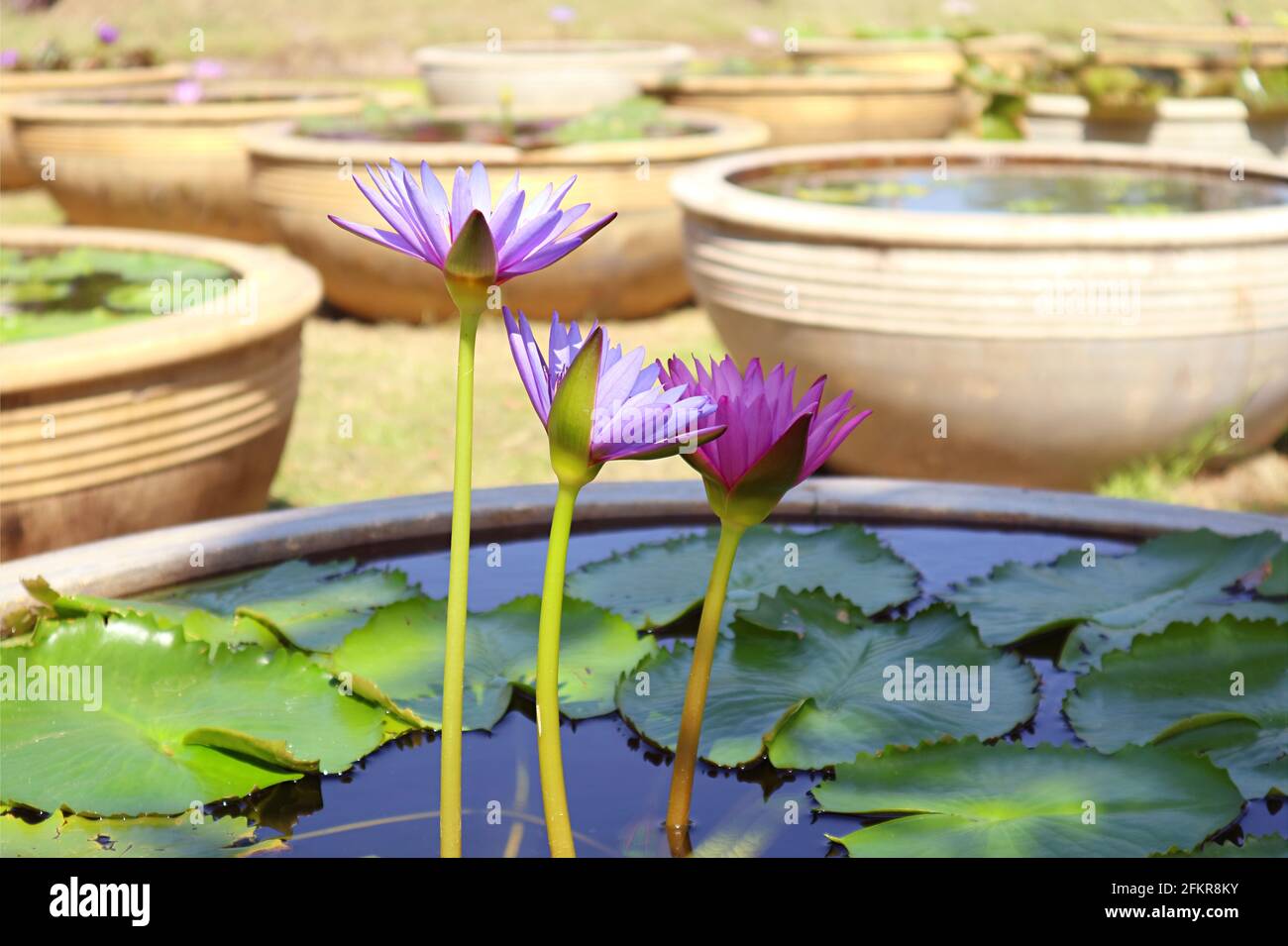 Three of Purple Blue Lotus Flowers Blooming in a Water Basin Stock ...
