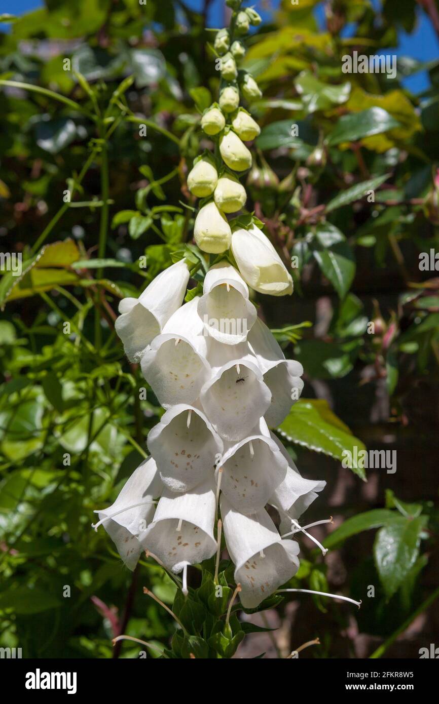 Digitalis alba hi-res stock photography and images - Alamy