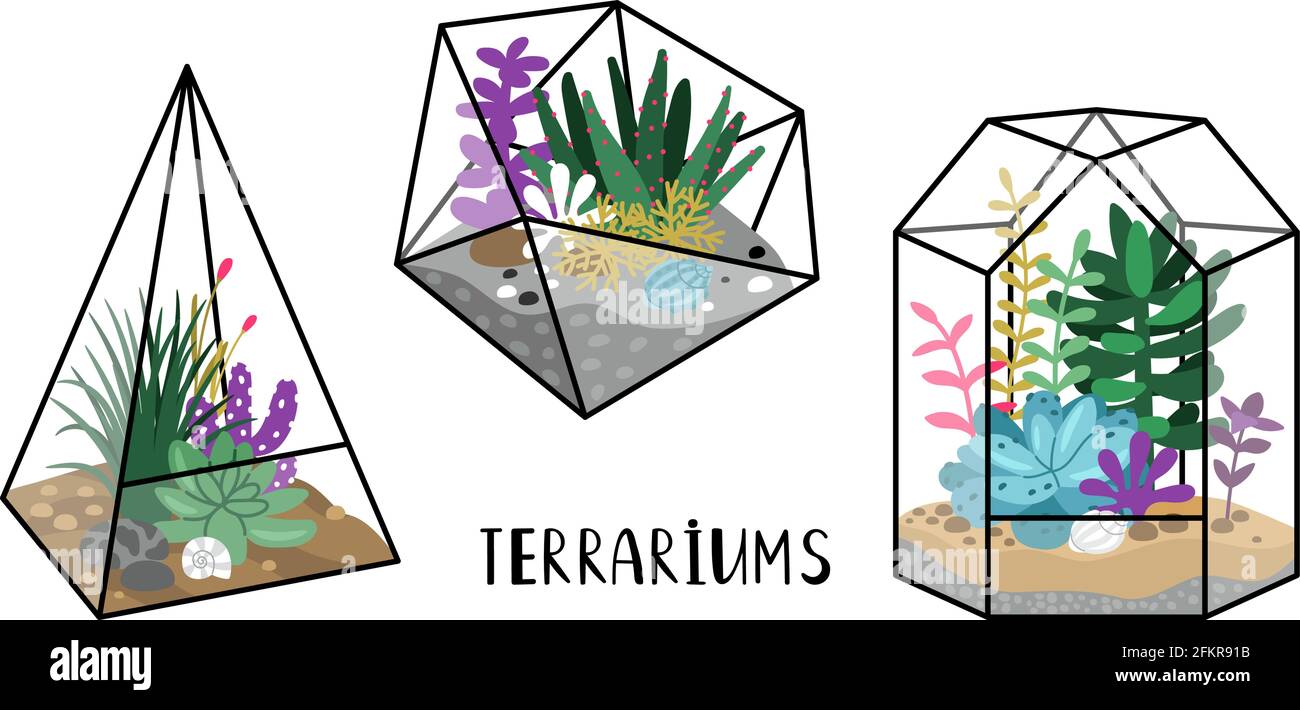 Terrariums with plants. Cartoon gardens with succulents in geometric ...