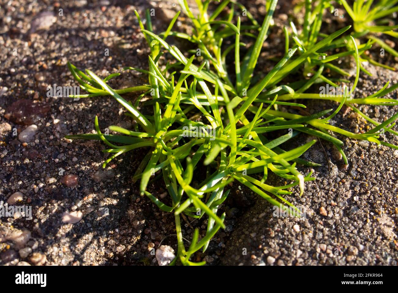 Green plant leaves on paving slabs close up Stock Photo - Alamy