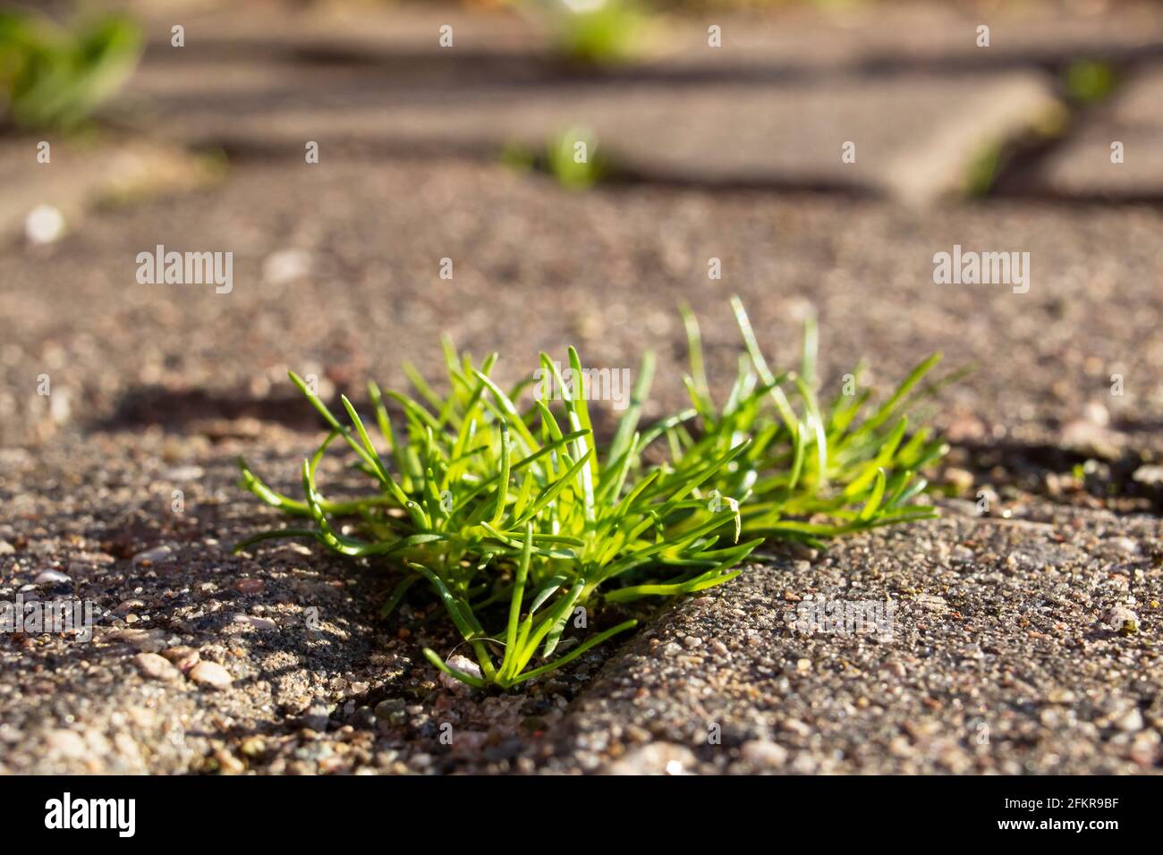 Green plant leaves on paving slabs close up Stock Photo - Alamy