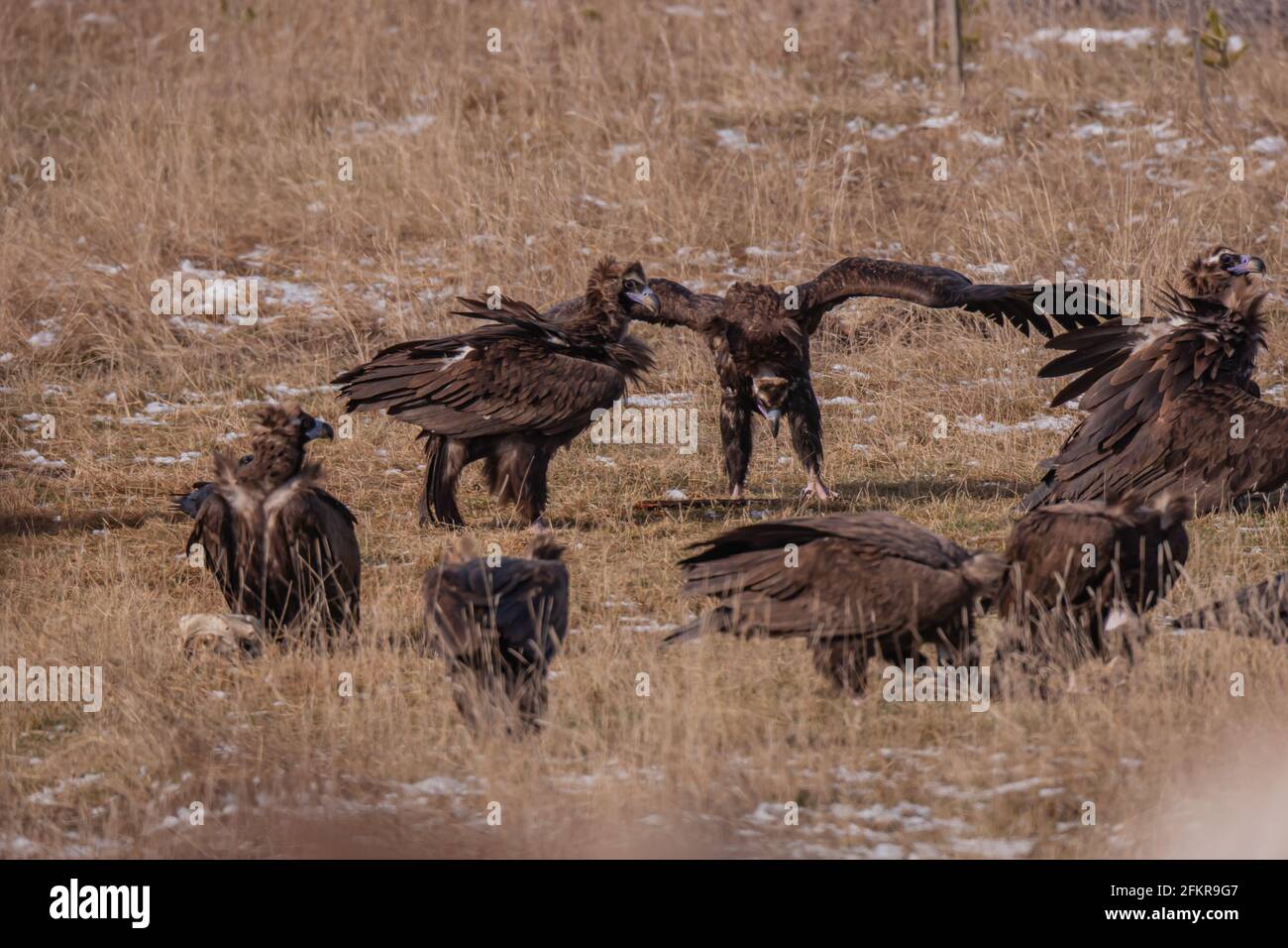 Group of Cinereous Vultures in their natural habitat Stock Photo - Alamy