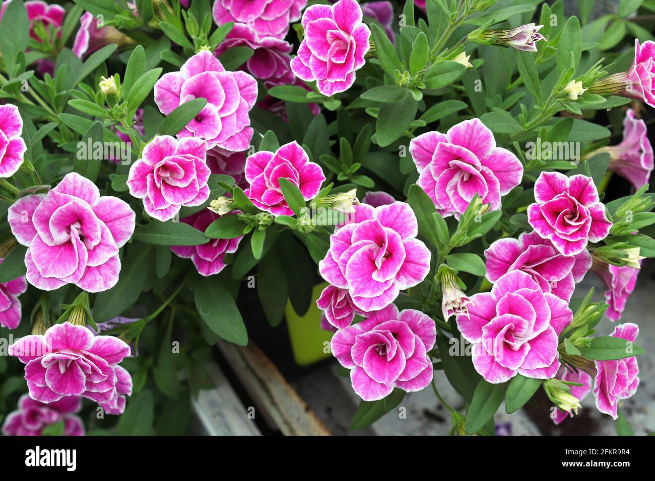 Closeup of double pink and white Calibrachoa flowers Stock Photo - Alamy