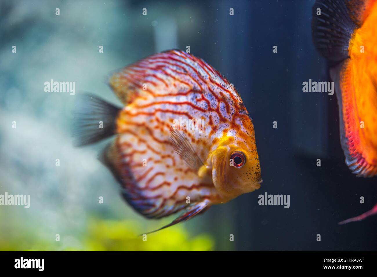 Close up view of gorgeous checkerboard red map discus aquarium fish ...