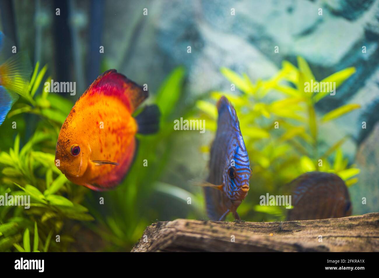 Close up view of discus fish swimming in planted aquarium. Tropical ...