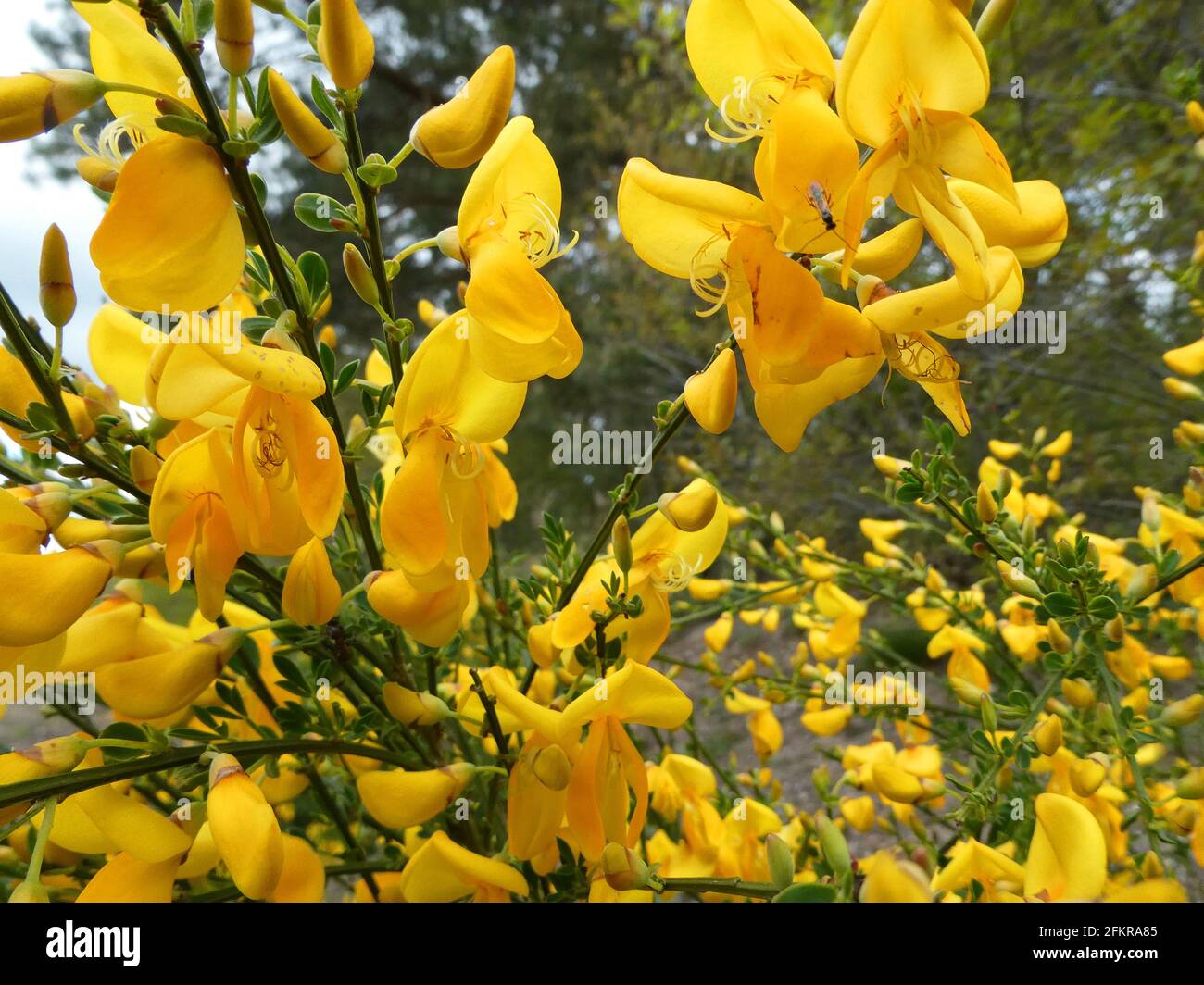 The yellow flowers of the Cytisus scoparius, Sarothamnus scoparius, the ...