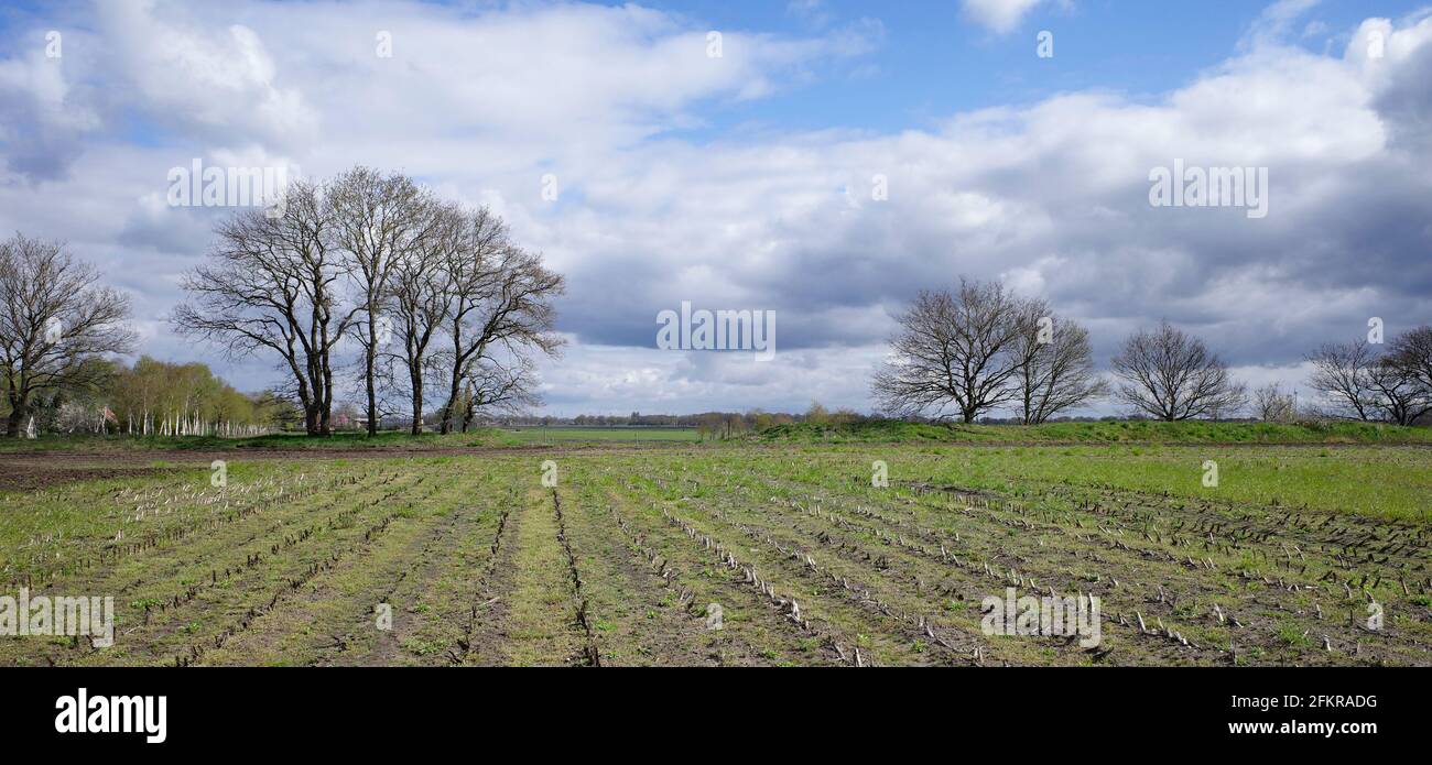 Corn field from last year, waiting for new seed. The border between the ...