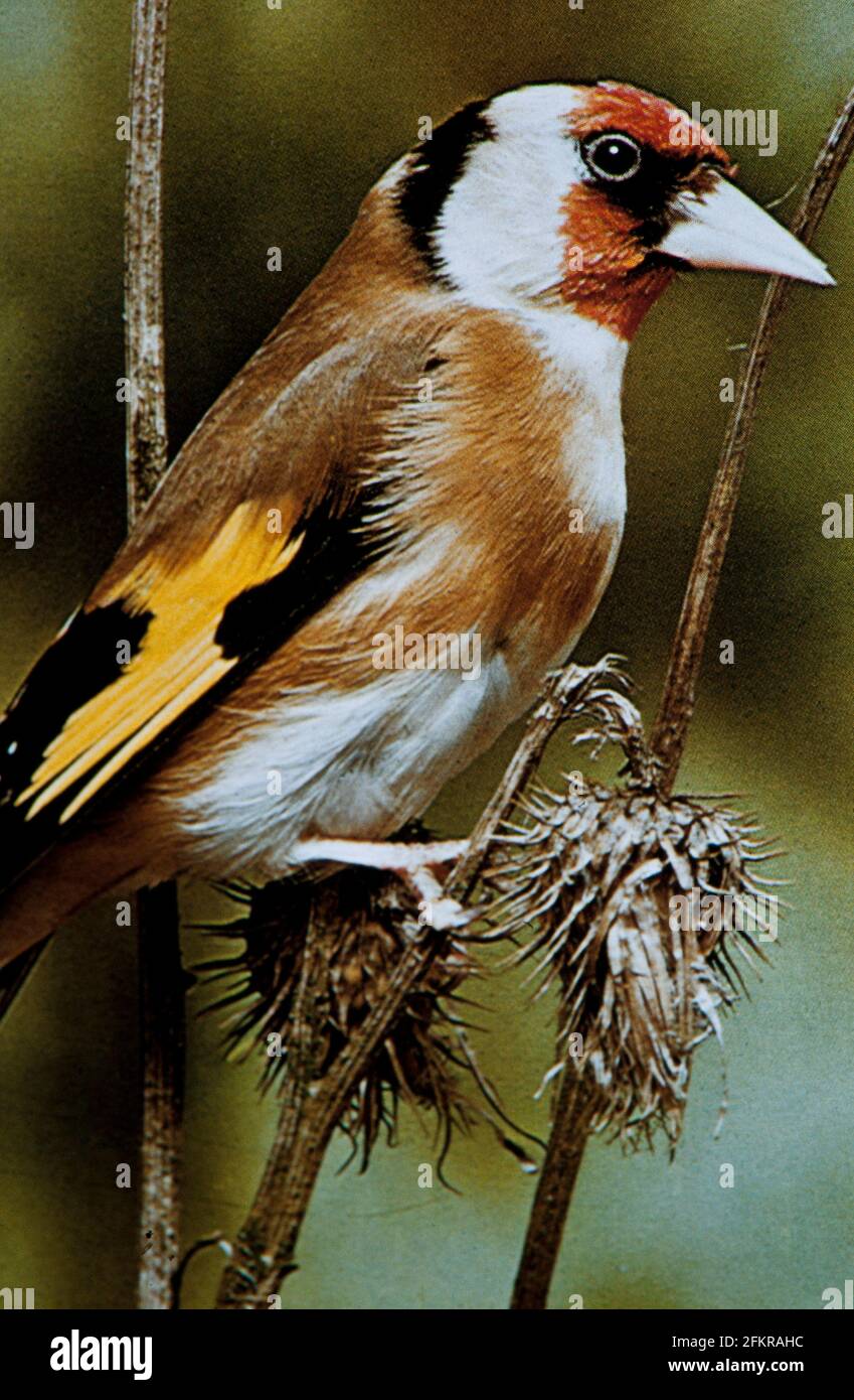 Exotic birds, birds in nature and natural habitat Stock Photo - Alamy