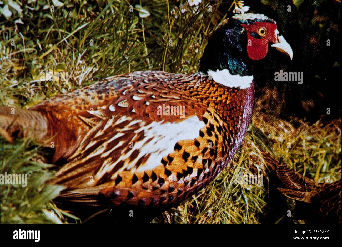 Exotic birds, birds in nature and natural habitat Stock Photo - Alamy