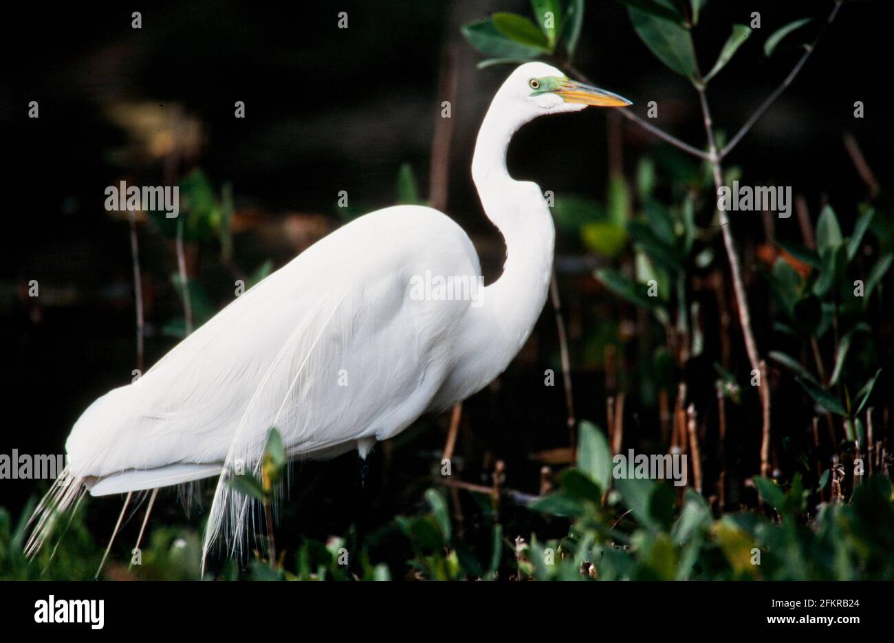 Exotic birds, birds in nature and natural habitat Stock Photo - Alamy