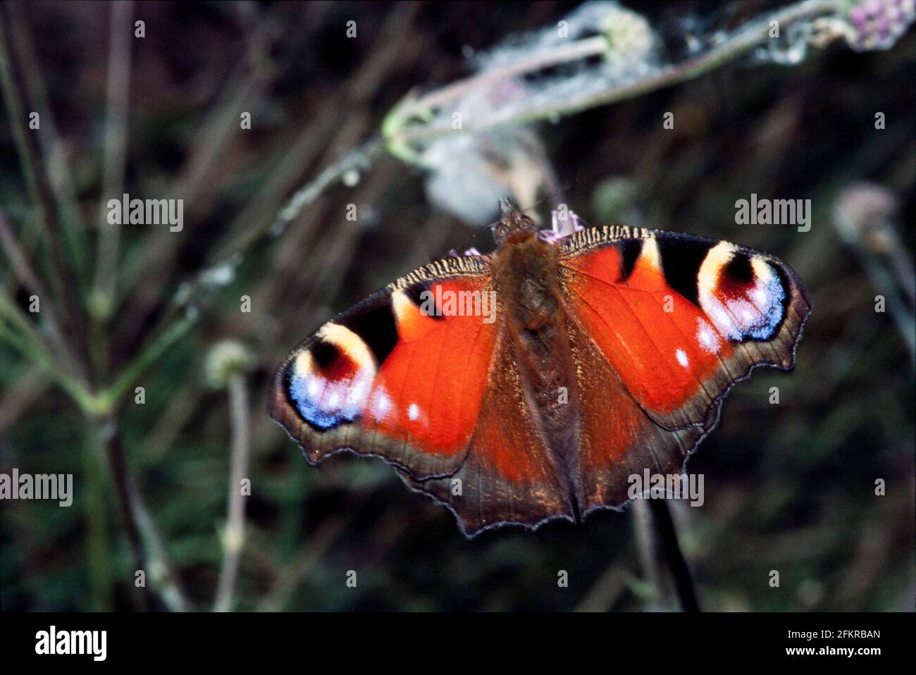Butterfly, butterfly conservation in the UK/United Kingdom Stock Photo ...
