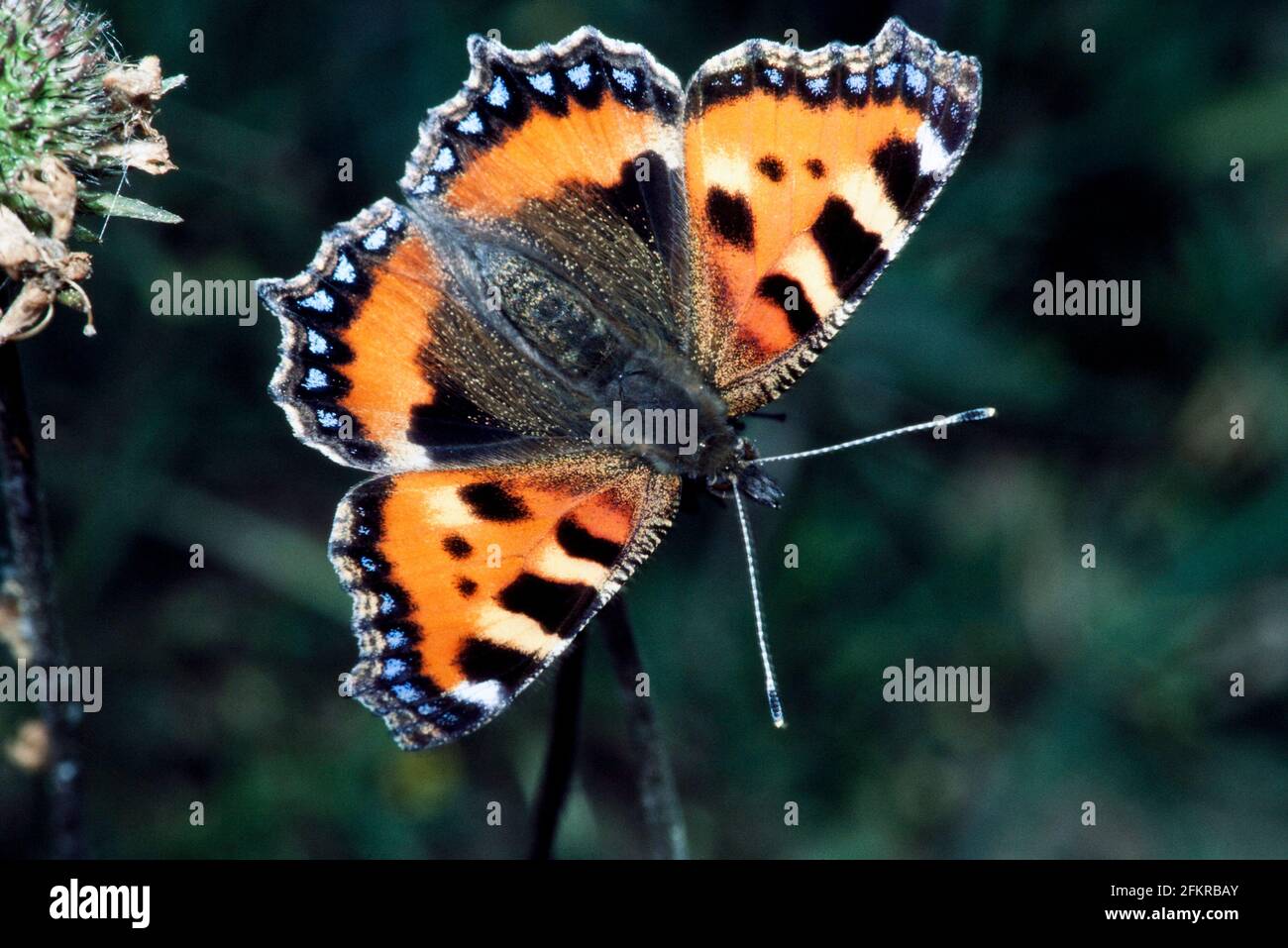 Butterfly, butterfly conservation in the UK/United Kingdom Stock Photo ...