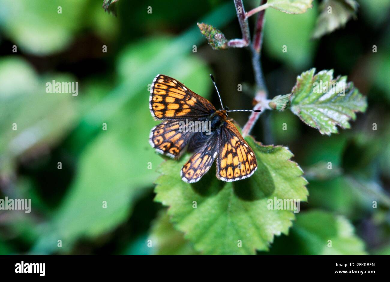 Butterfly, butterfly conservation in the UK/United Kingdom Stock Photo ...