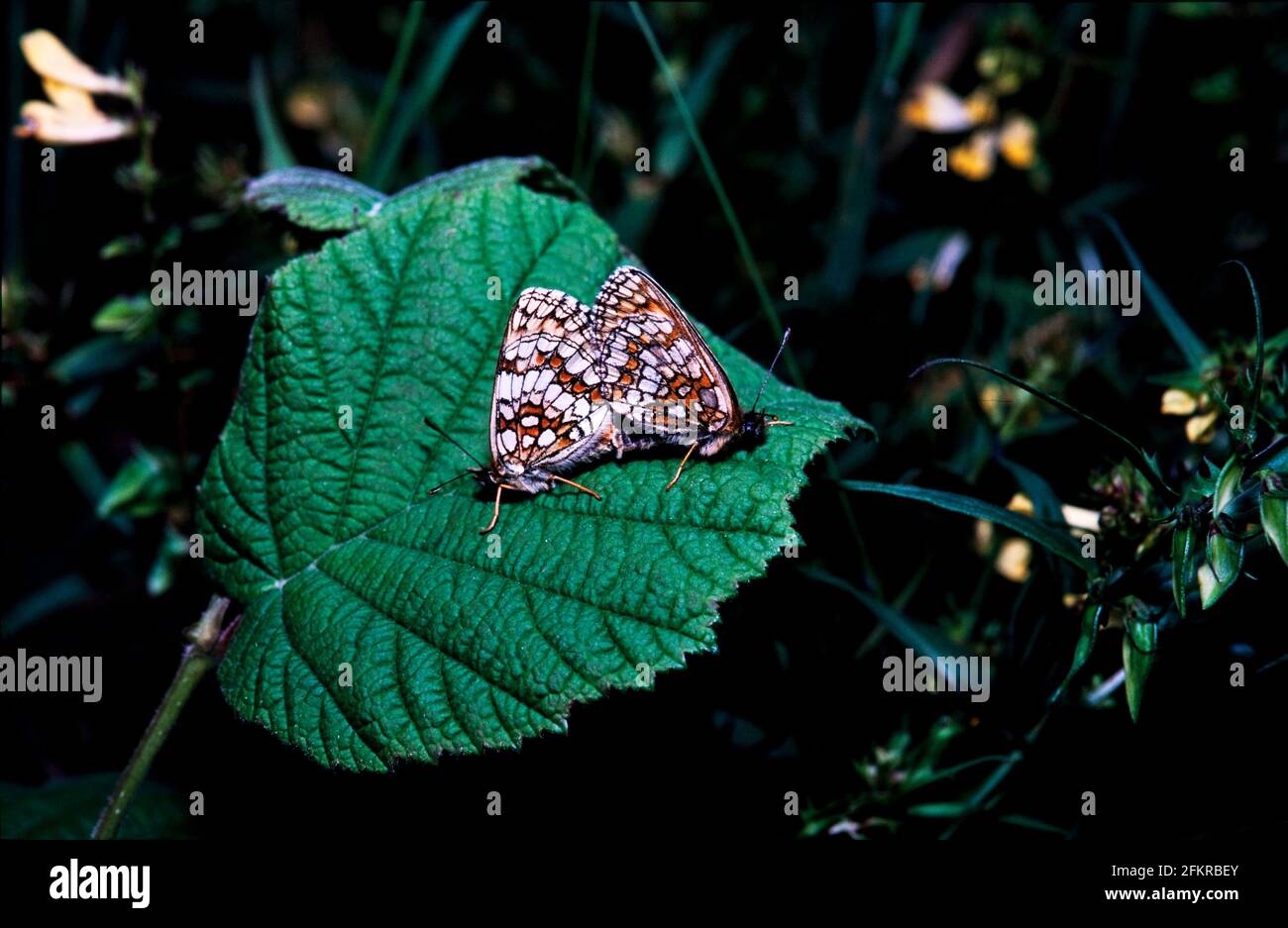 Butterfly conservation in the uk united kingdom hi-res stock ...