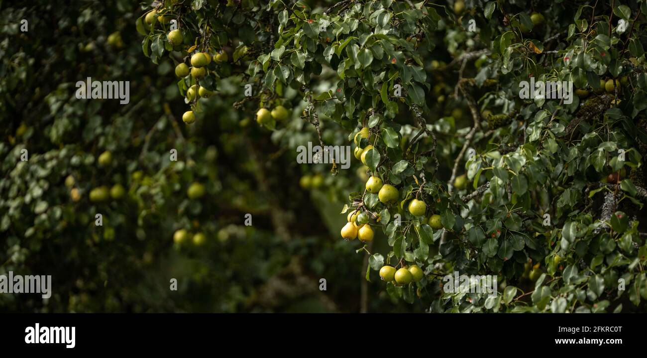Pears natural growth environment hi-res stock photography and images ...