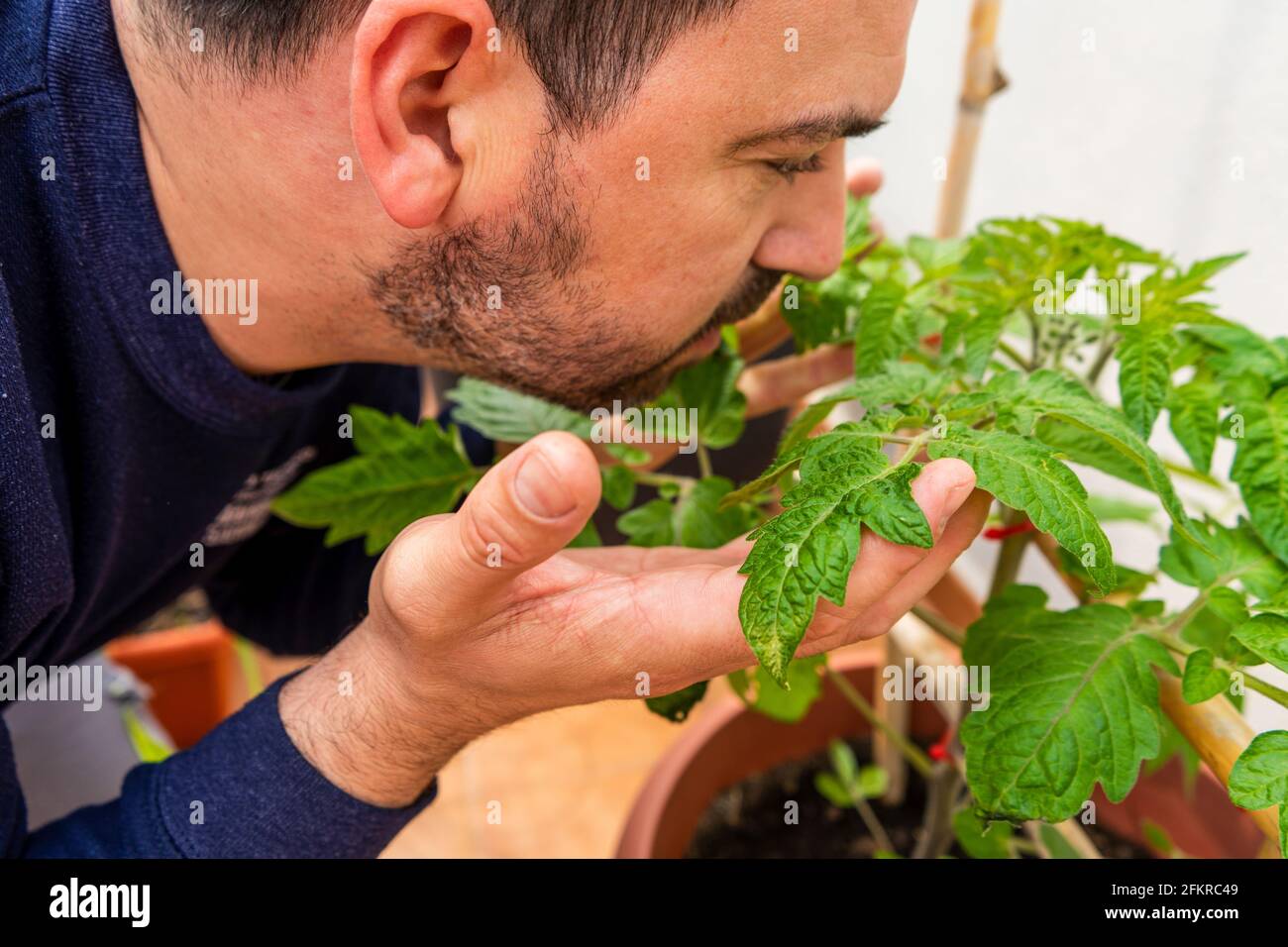 Bearded man smelling a tomato plant in the urban garden of the terrace ...