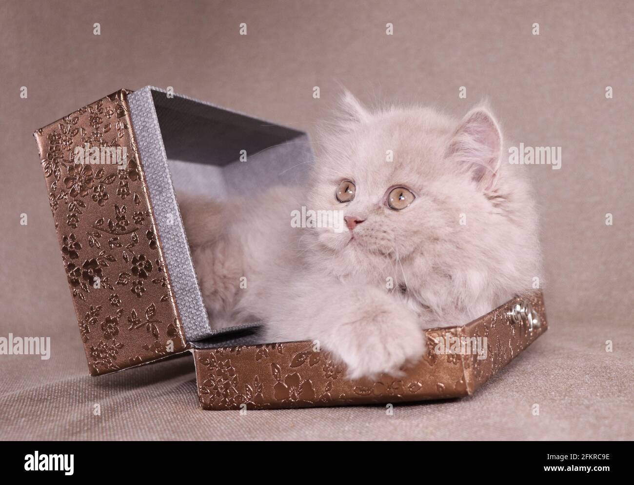 Simba the British Longhair Kitten Stock Photo - Alamy