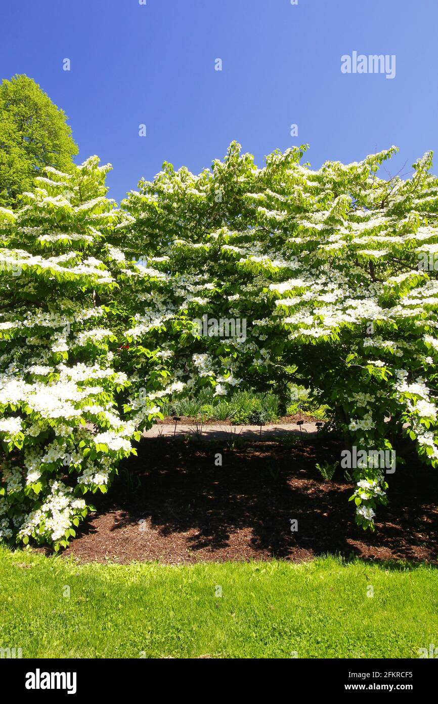 Flowering Tree Tunnel Stock Photo - Alamy