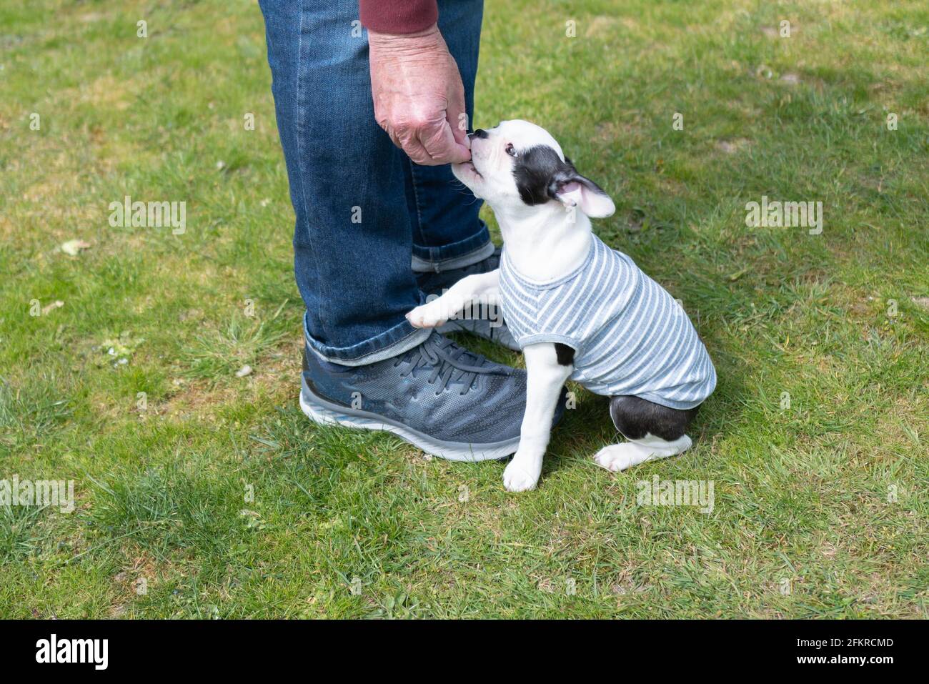 White bulldog foot hi-res stock photography and images - Alamy