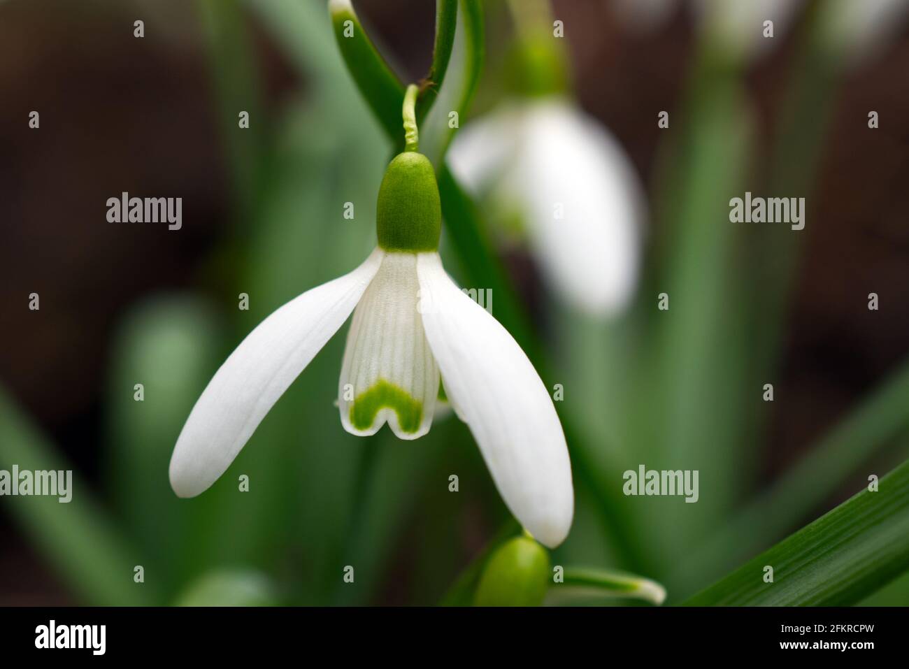 Drooping flower hi-res stock photography and images - Alamy