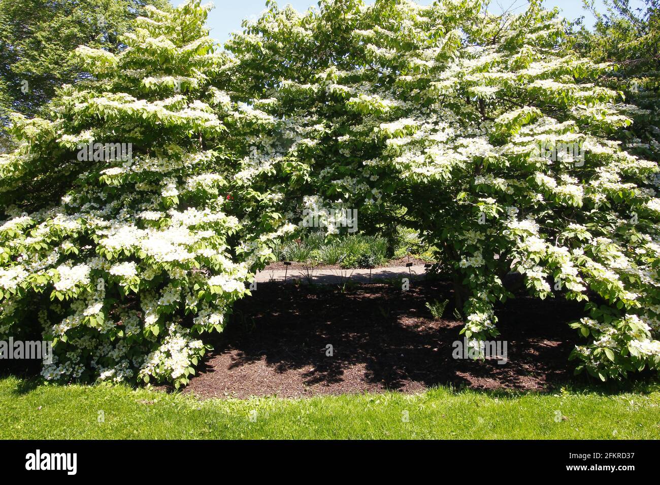 Flowering Tree Tunnel Stock Photo - Alamy