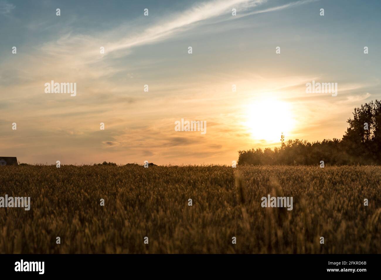 Cereals growing in the field. Ears in the rays of the sun. Crops ...