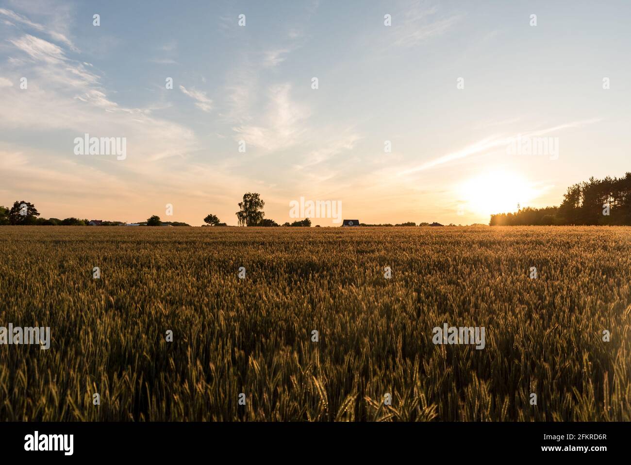 Cereals growing in the field. Ears in the rays of the sun. Crops ...