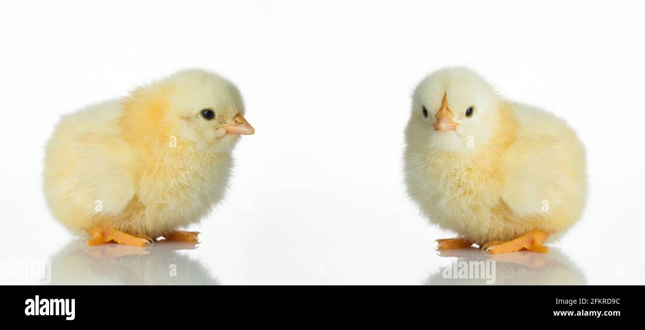 Two baby chicks on white reflecting table Stock Photo - Alamy