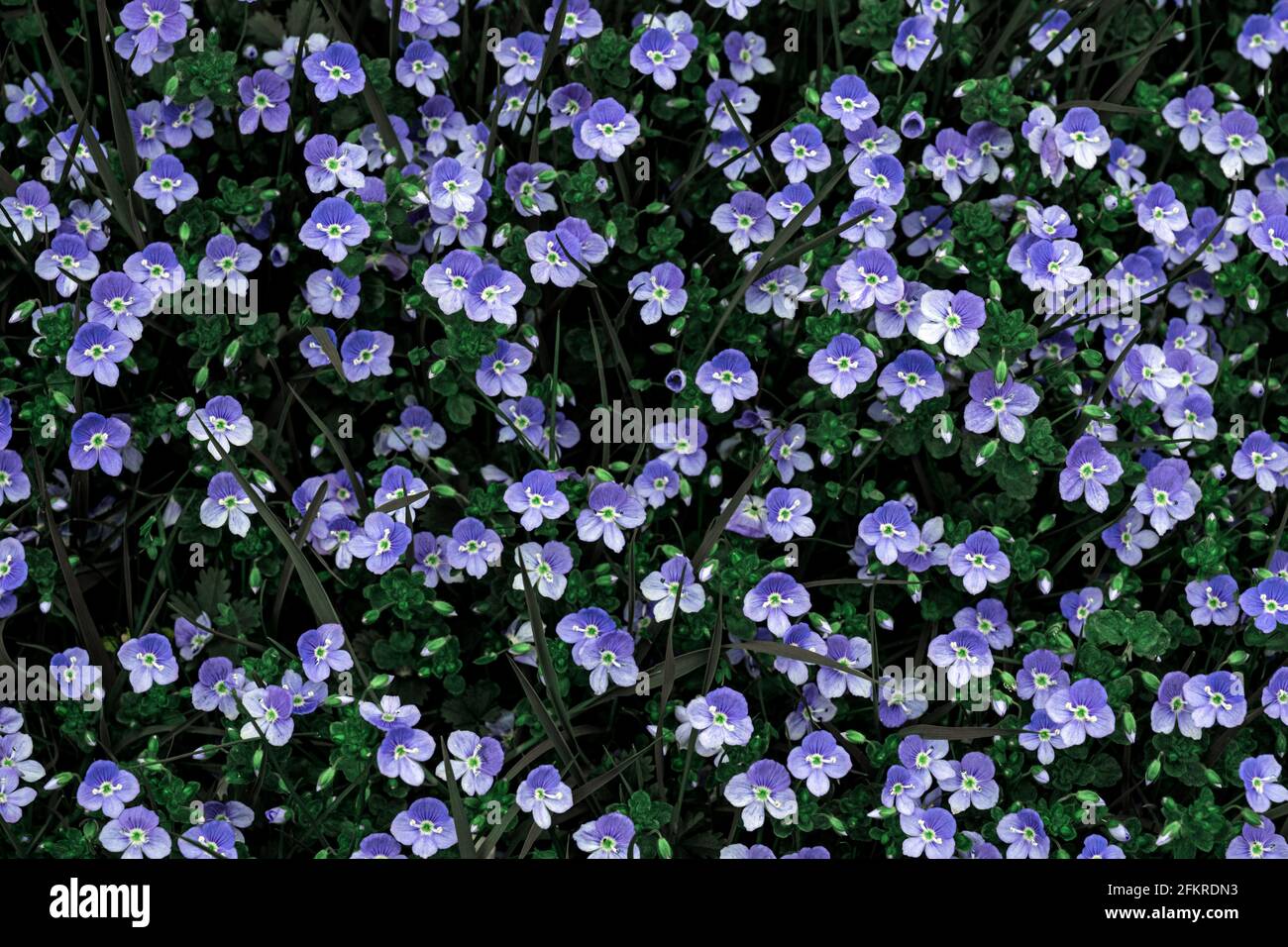 Top View Green Grass with a Lot of small Blue Flowers Periwinkle Stock ...