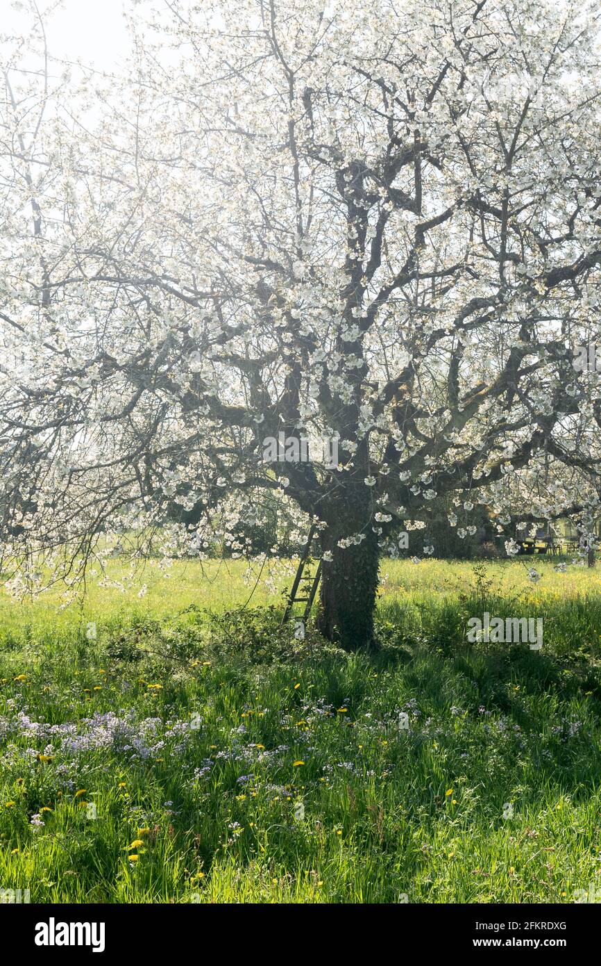Mayflower tree hi-res stock photography and images - Alamy
