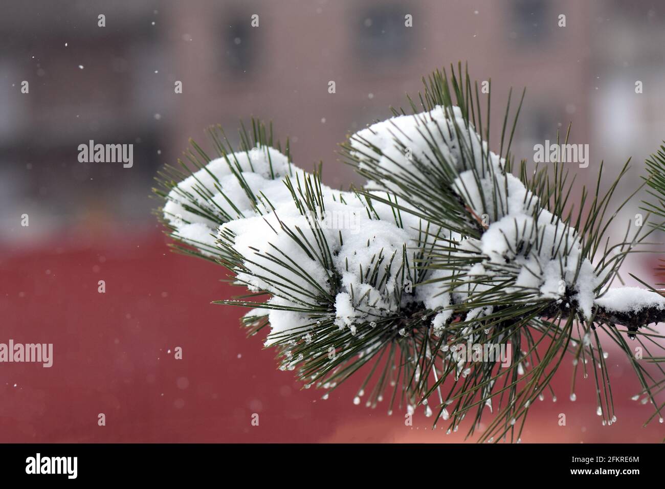 Snow on pine tree needles Stock Photo - Alamy