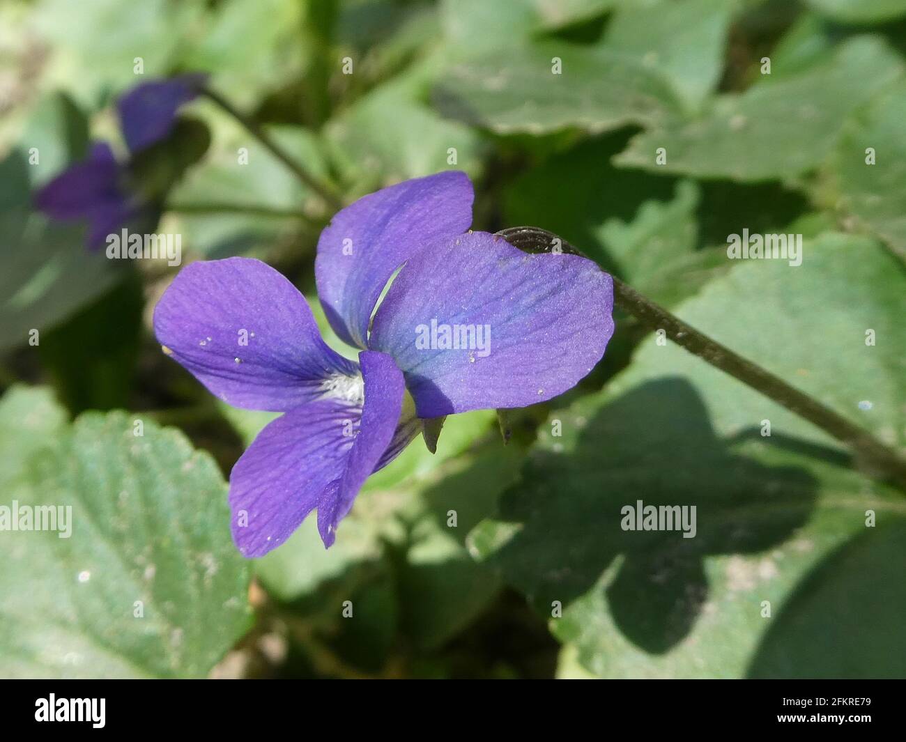 Closeup shot of a violet flower with shadow in the greenery Stock Photo ...