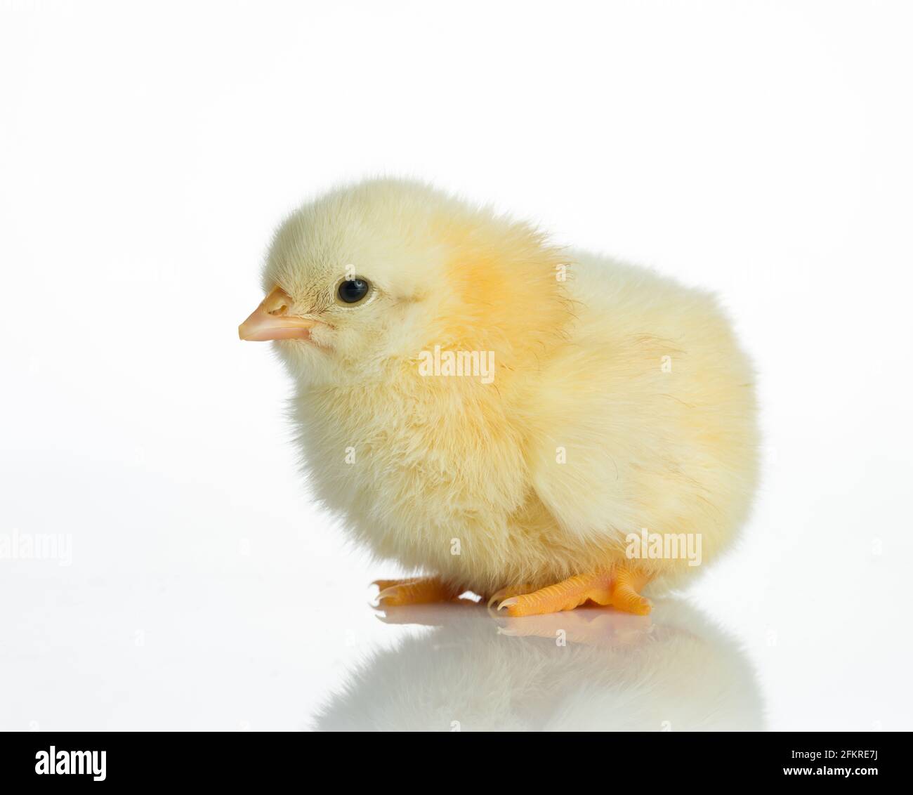 Fuzzy Chicken Chick High Resolution Stock Photography and Images - Alamy