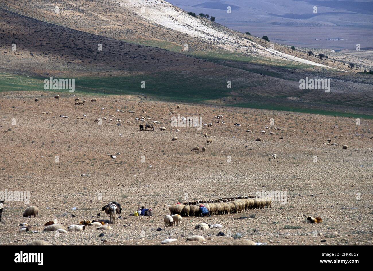 Shepherd syria sheep hi-res stock photography and images - Alamy