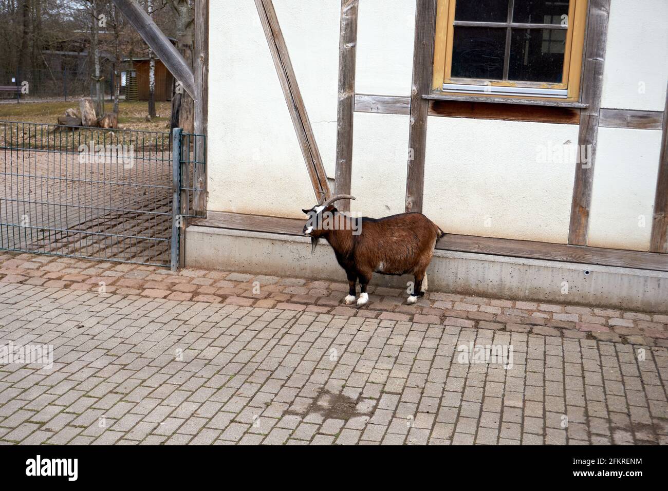 Goat standing on building hi-res stock photography and images - Alamy