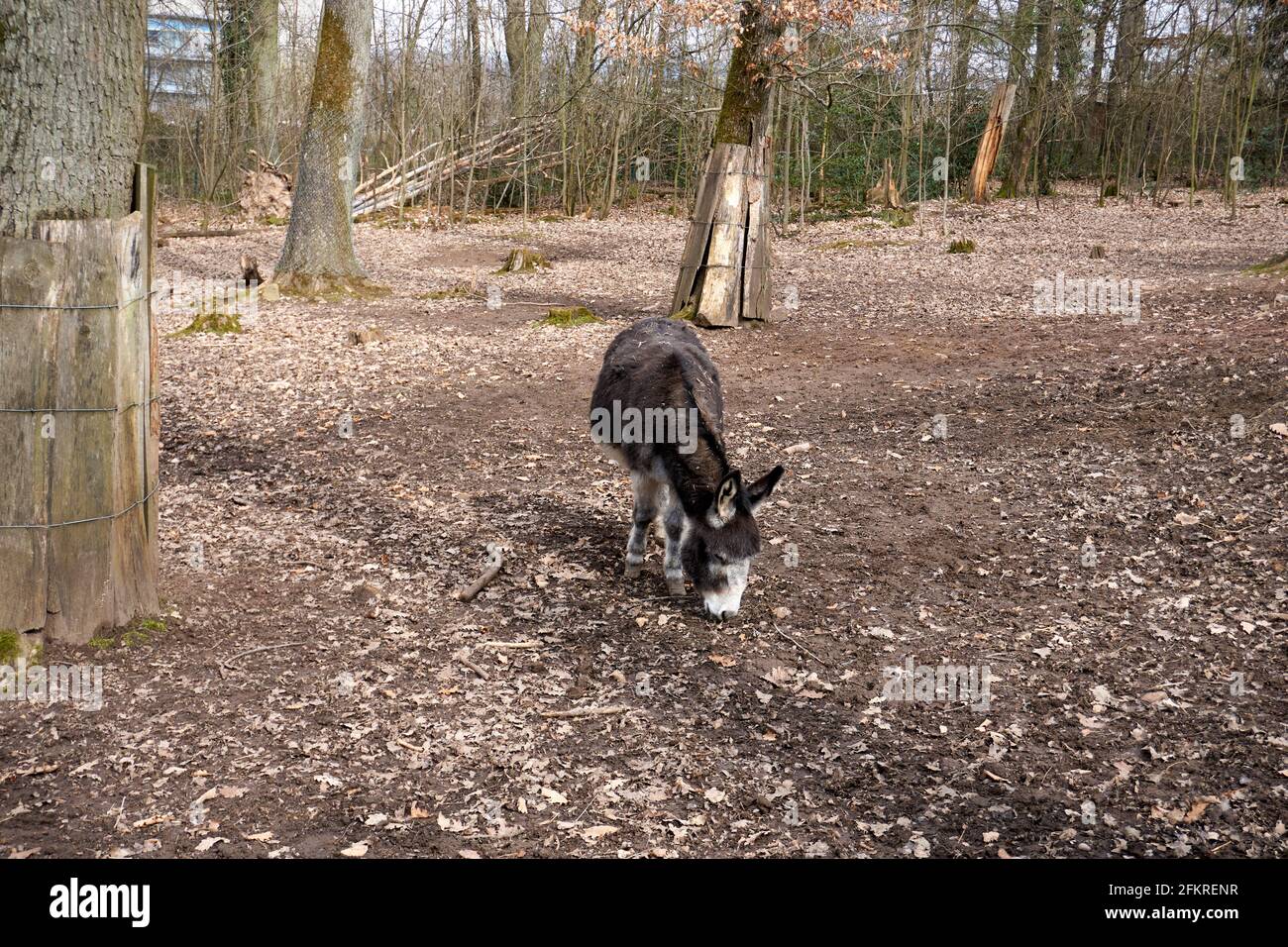 The fall of the donkey hi-res stock photography and images - Alamy
