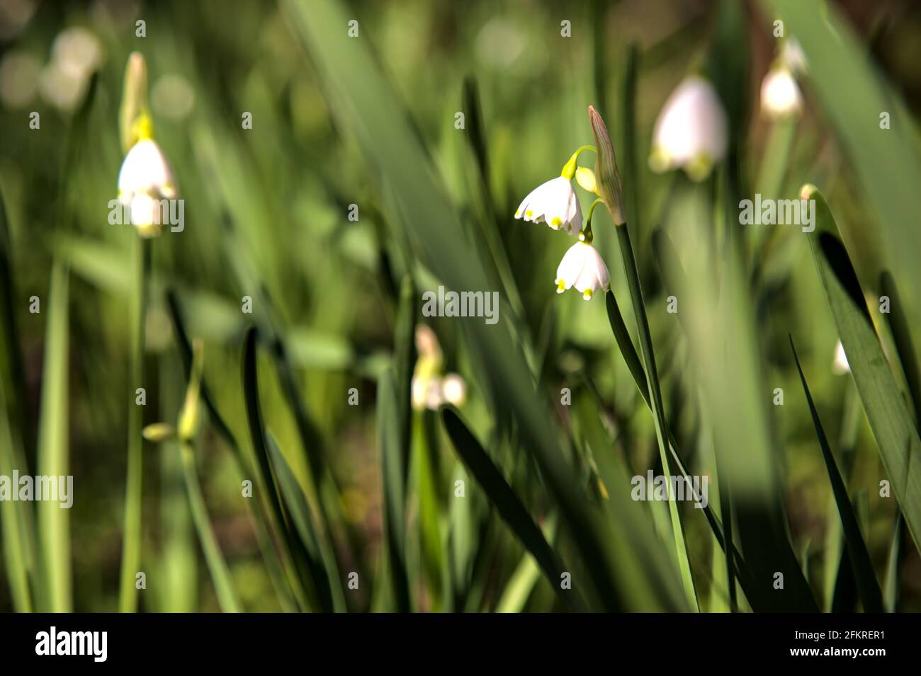 Summer snowflake in the shade Stock Photo - Alamy